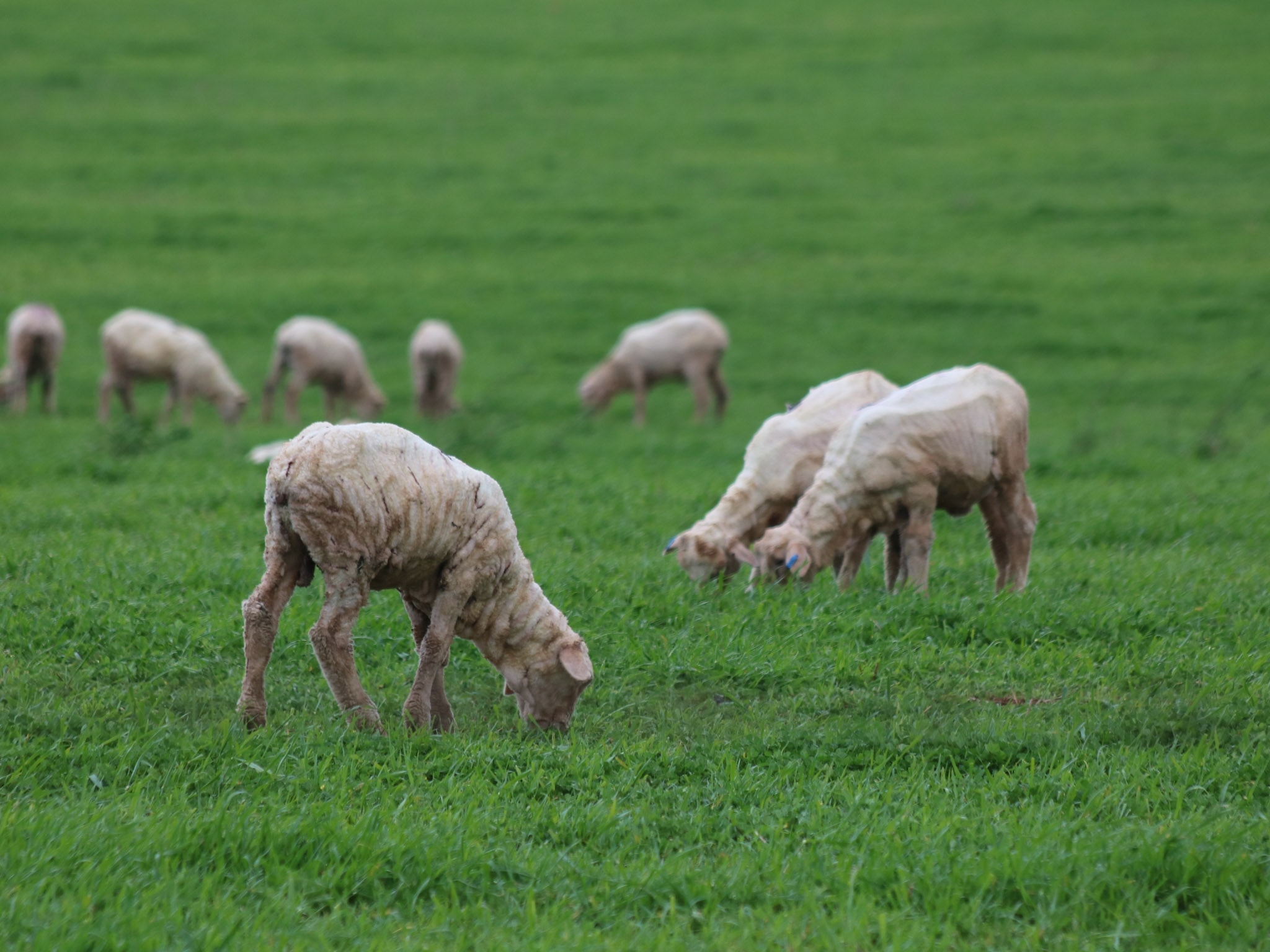 Sheep and farmed goat eID scanning dates for South Australia - AG ...