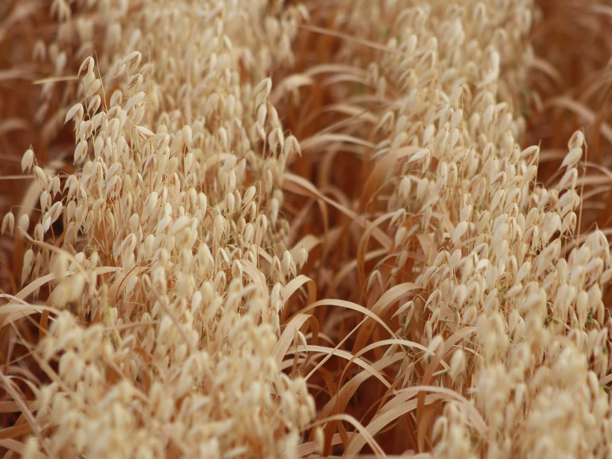 Harvest code agreement reached - AG Excellence