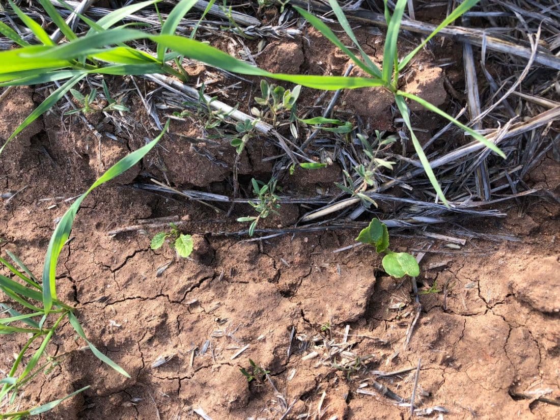 Smart Farming Partnerships Cover Crops – AG Excellence