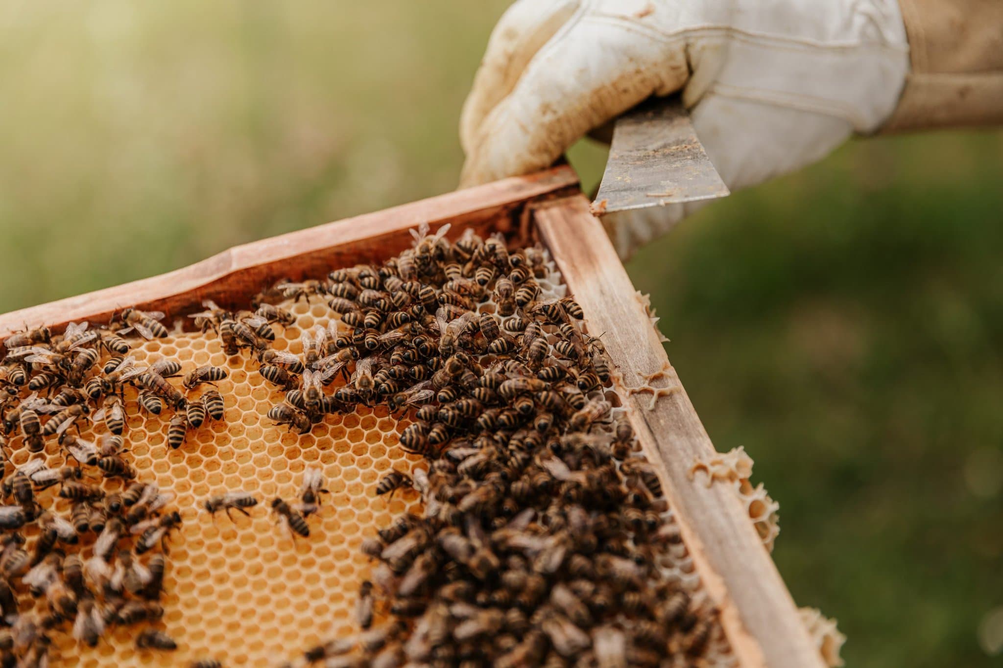 Bee quick: New honey bee and pollination development grants to boost ...